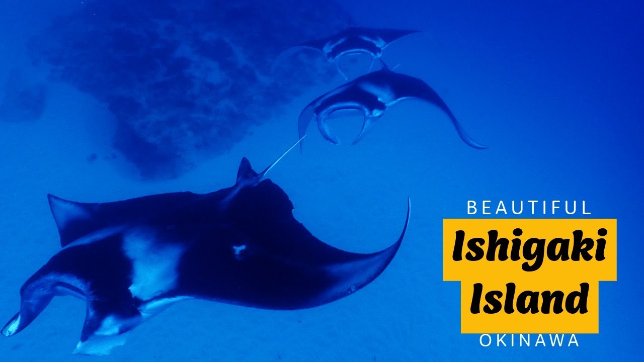 Searching for Manta rays in the sea of Ishigaki island. - YouTube