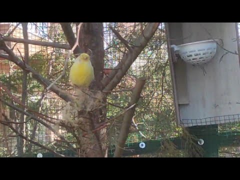 Kanaryalar Salma Kafeste Üremeye Hazırlanıyor...