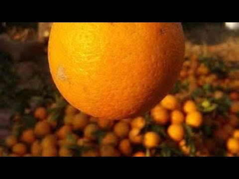 Oranges Farm, Red Oranges From Khanpur And A Visit To Khanpur Dam - YouTube
