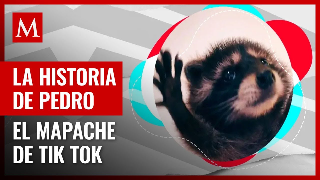 ¿De dónde surgió ‘Pedro, Pedro, Pedro’? El mapache que conquisto TikTok ...