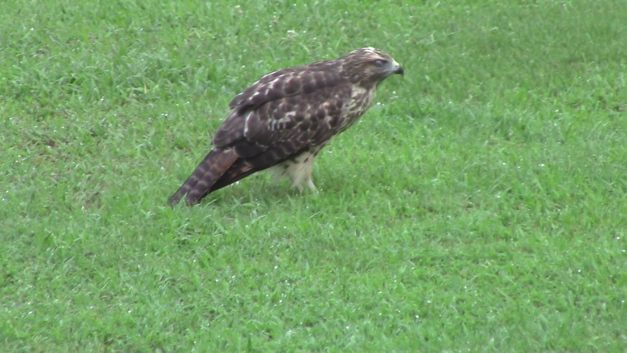 Two Hawks eating grubs & worms - YouTube