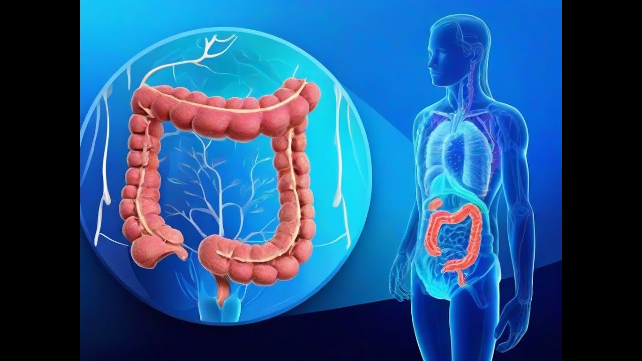 The Large Intestine (Colon) | Everything You Need to Know!! - YouTube