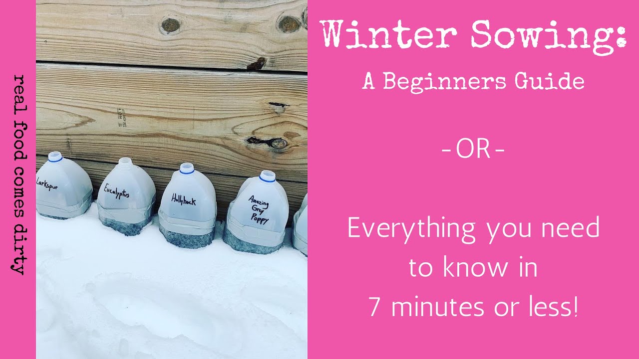 Winter Sowing: A Beginner's Guide - YouTube