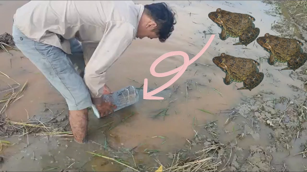 Results of Frog Trap Setting: Big, Fresh Frogs Everywhere! - YouTube