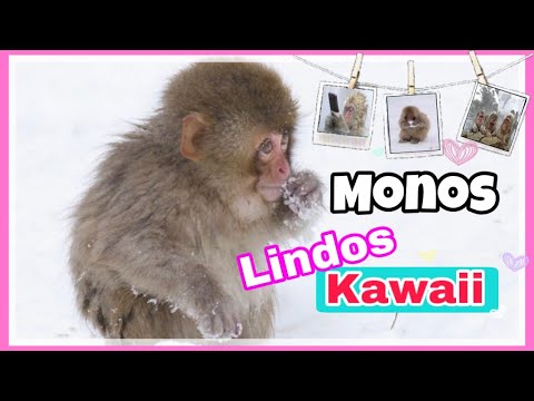 Monos Lindos - YouTube