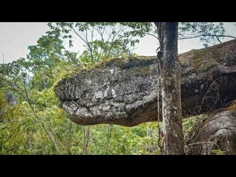 Giant snake In Naca Cave Thailand - YouTube