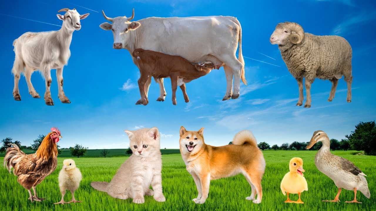 Domestic Animal Sounds: Cat, Dog, Duck, Cow, Rabbit, Chicken - Cute ...