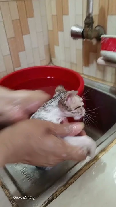 এত দুষ্টামি করে যে গোসল করাতে বাধ্য হলাম |Shireen's Vlog #minivlog #funnyanimals #cat #catlover ...