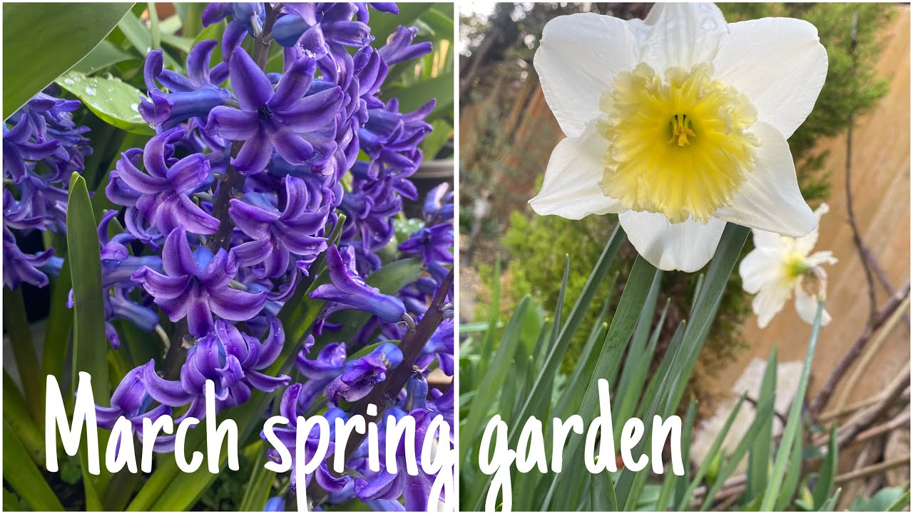 My garden is waking up #spring has sprung🥳🤩# mid march spring garden ...
