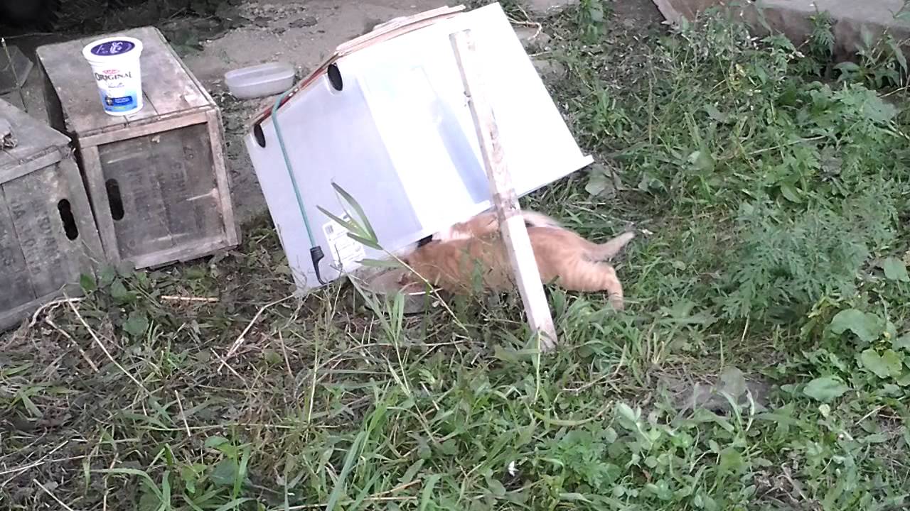 catching kittens with trap - YouTube