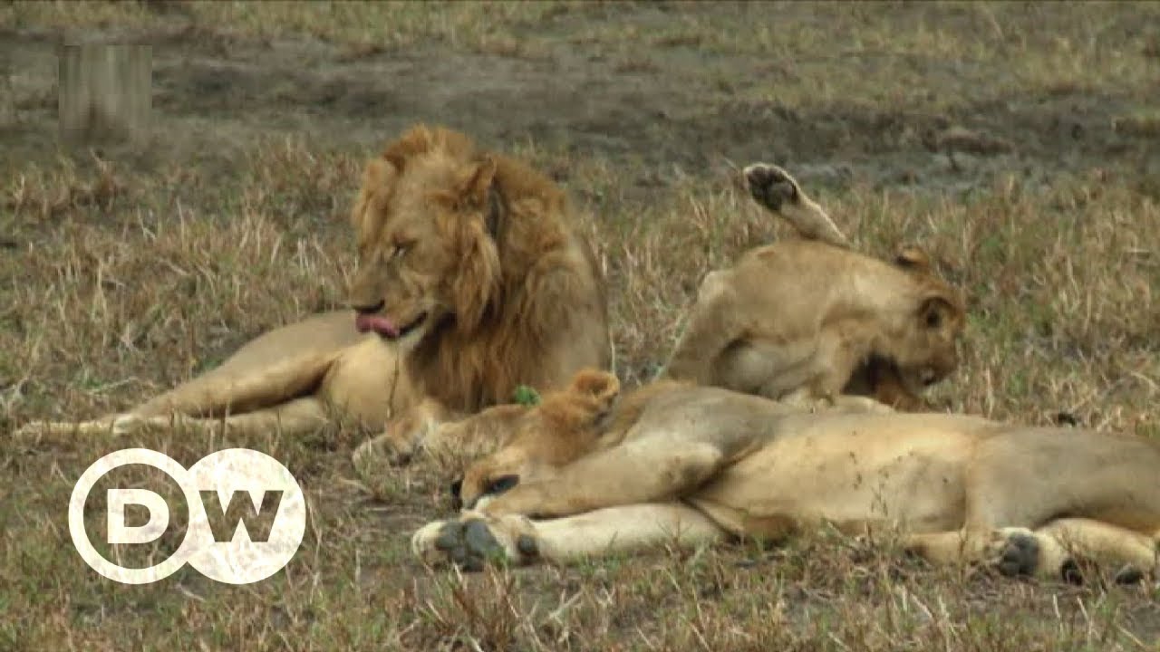 Repopulating wildlife parks in Mozambique | DW English - YouTube