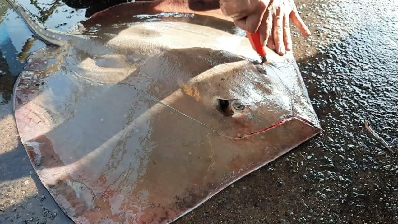 Cara Cepat Potong Ikan Pari Super Besar Hanya Dengan Pisau Kater