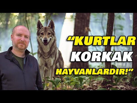 ADAM EVİNDE KURT BESLİYOR! || Soyu 1950'ye Dayanan Çekoslovakya Kurtları!