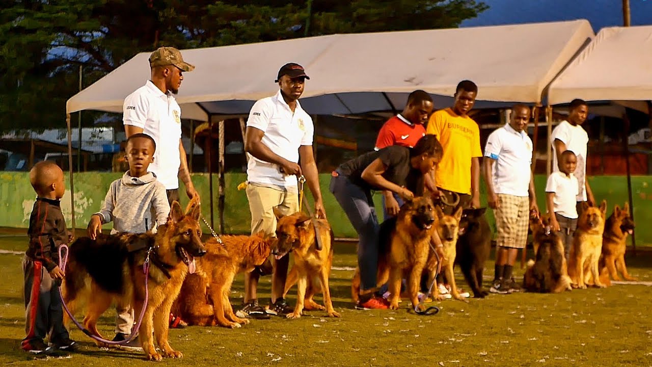 Beautiful scene as Kids and adults handle and line German Shepherds at ...