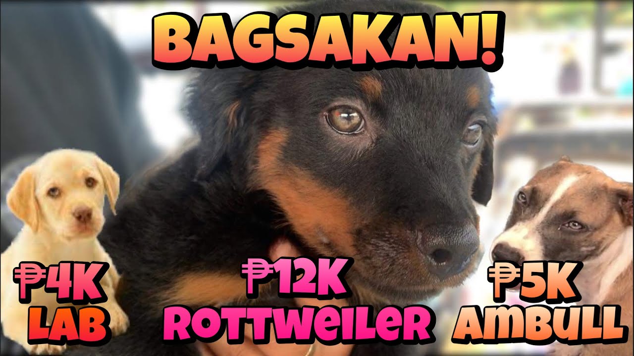 Bocaue Pet Market Part 5 | April 21, 2023 | Bocaue, Bulacan - YouTube