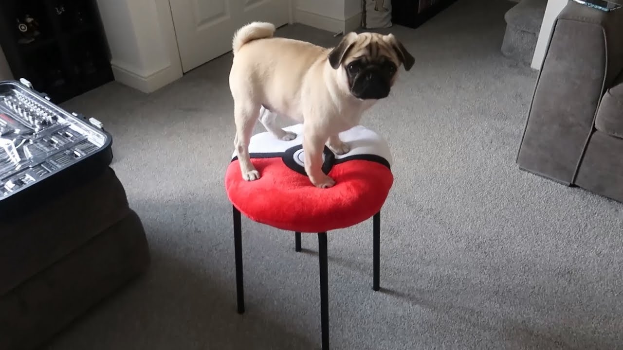 Pug puppy helps build a chair! - YouTube