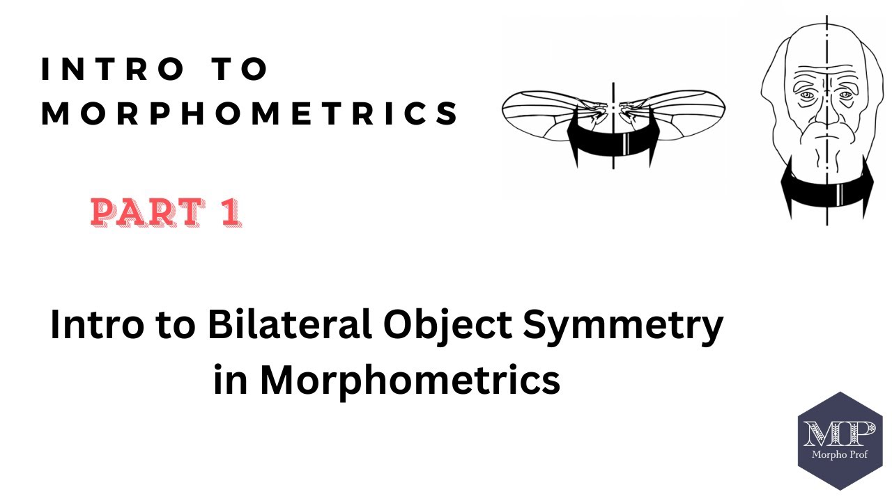 Part 1. Intro to Bilateral Object Symmetry in Morphometrics - YouTube