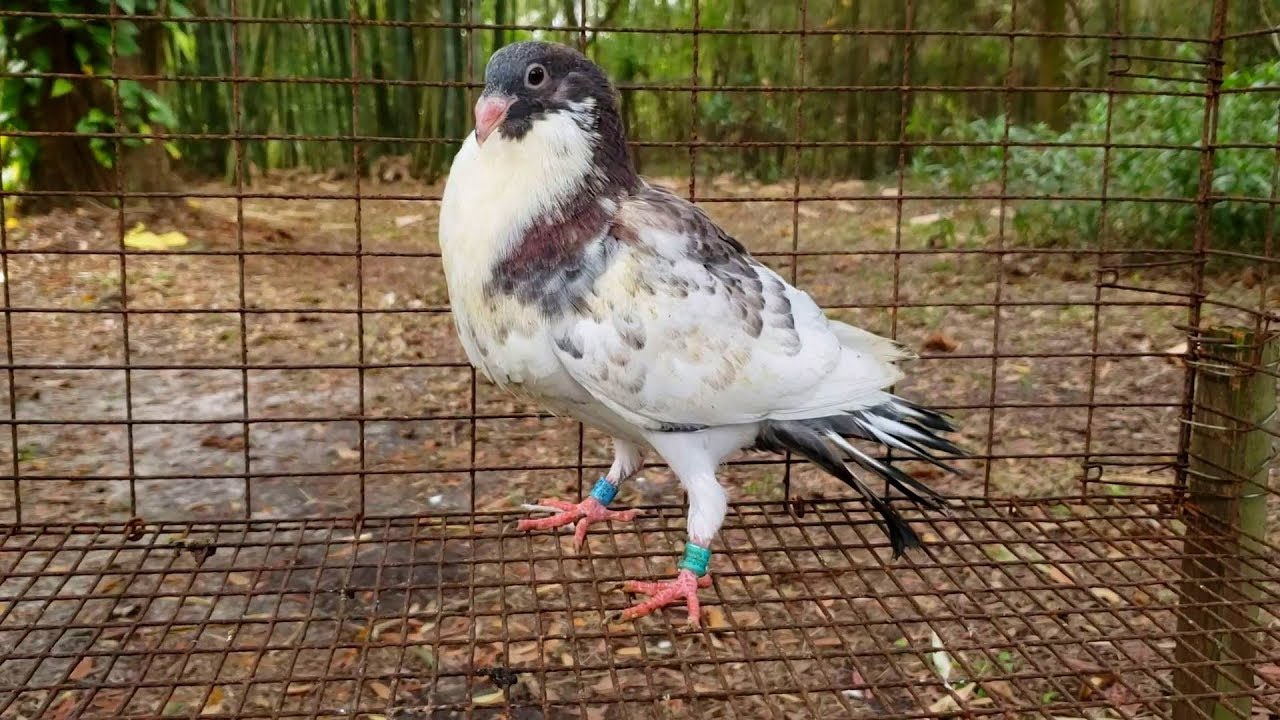 Cuban Pouter - Baby Squab - Picture Day - YouTube