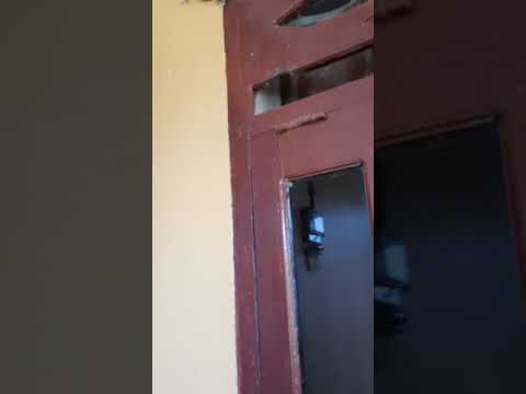 cara menangkap tokek