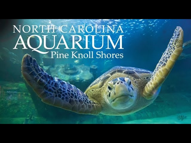 Pine Knoll Shores Aquarium Hours