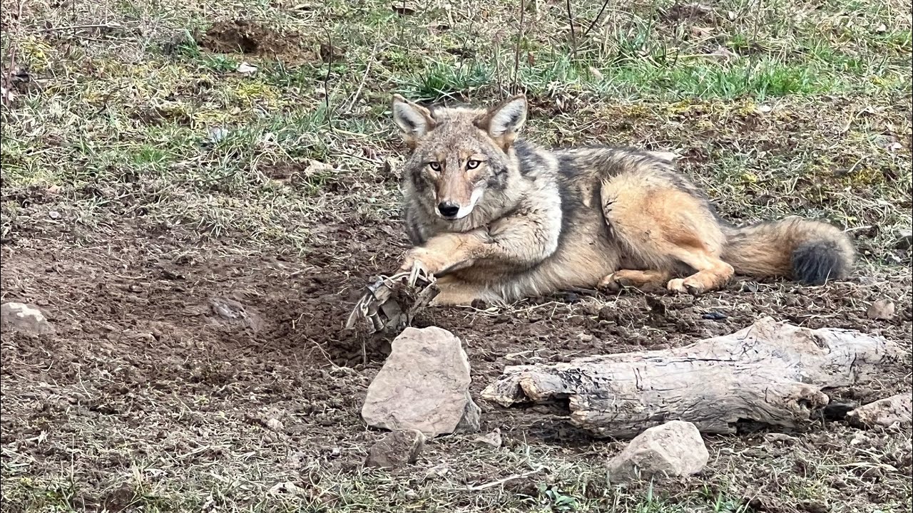 3” dirt hole set! Coyotes can’t stand them. - YouTube