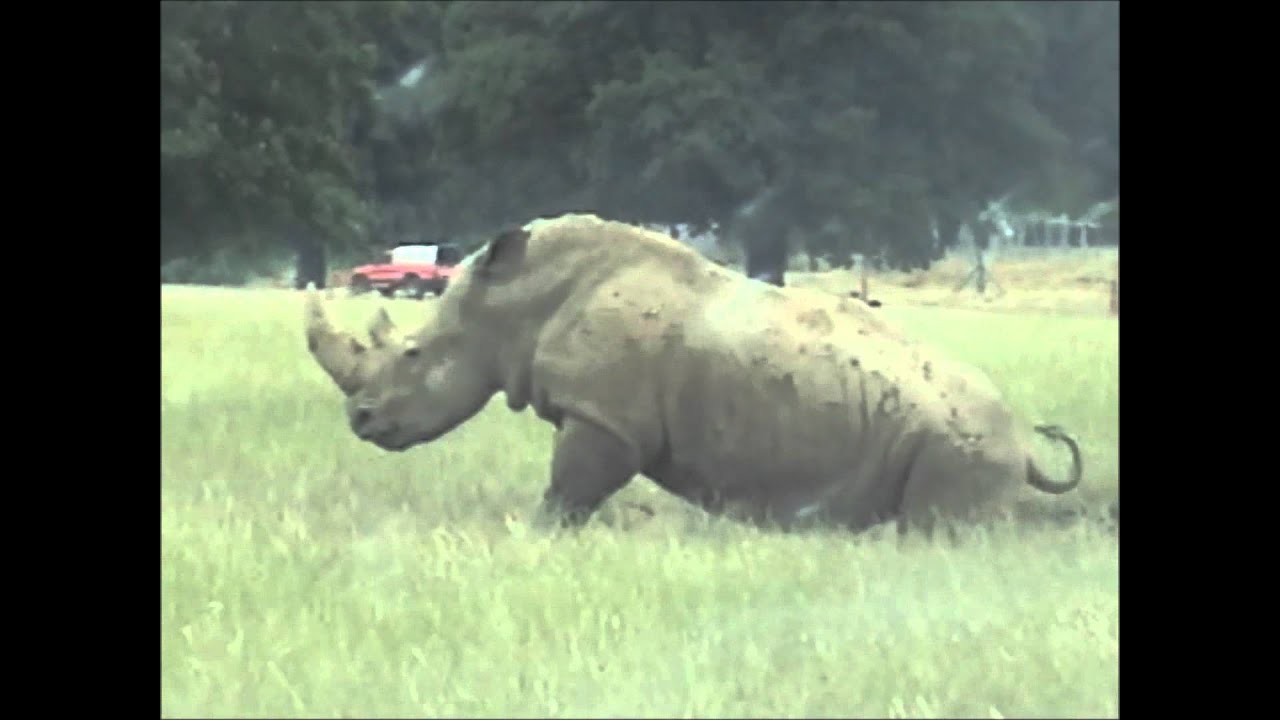 White Rhino Stuck in Mud - YouTube