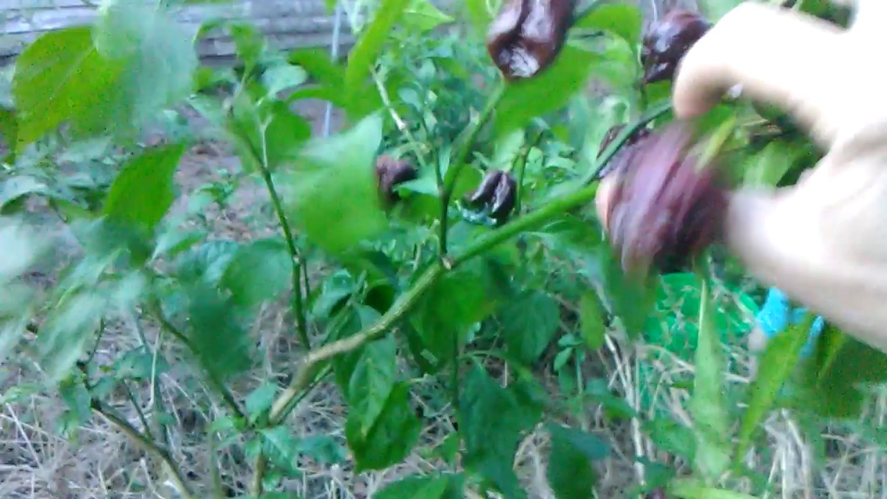 Big Black Mama Super Hot Peppers....... - YouTube