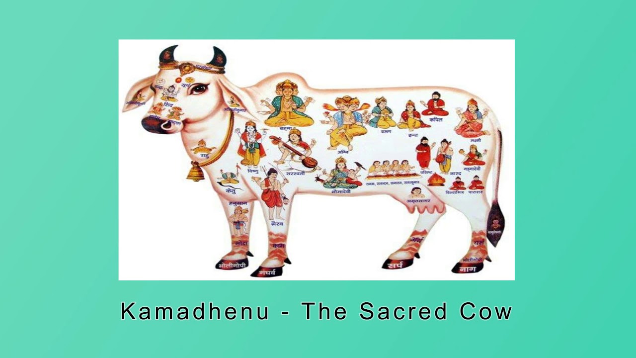 Kamadhenu - The Celestial Cow - YouTube