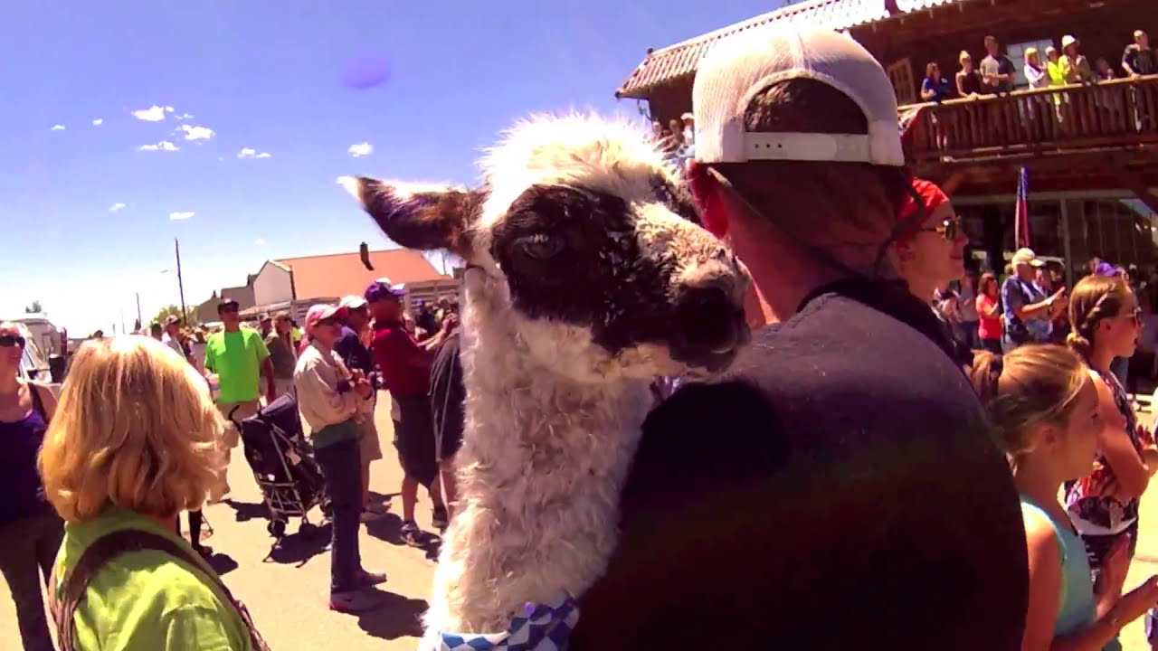 How to race a llama - YouTube