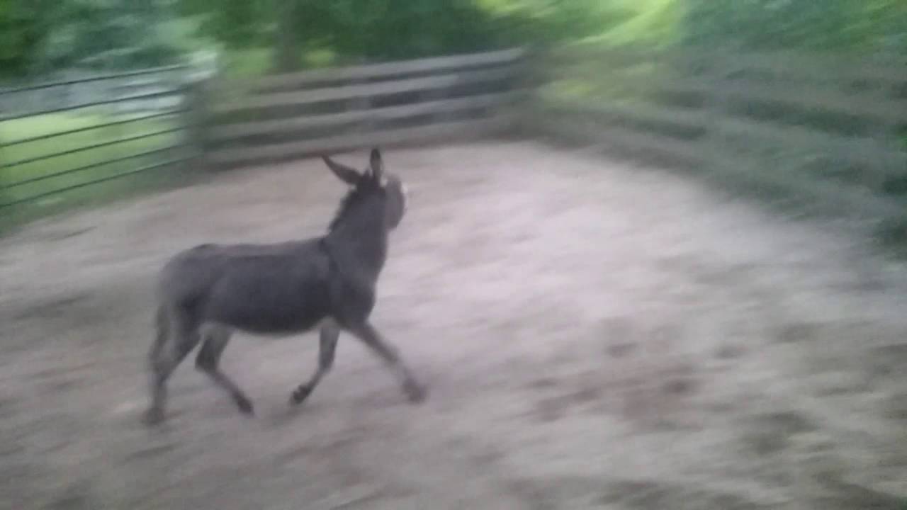 8/22/16 donkey time in the paddock - YouTube