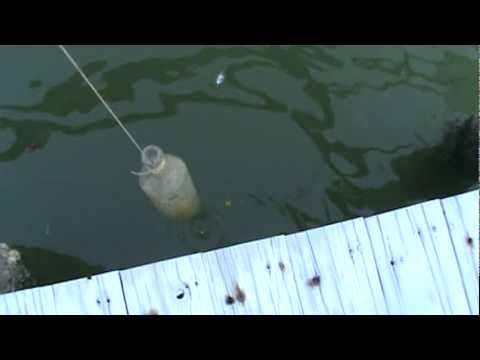 HOW TO CATCH PINFISH - FOR BAIT - YouTube