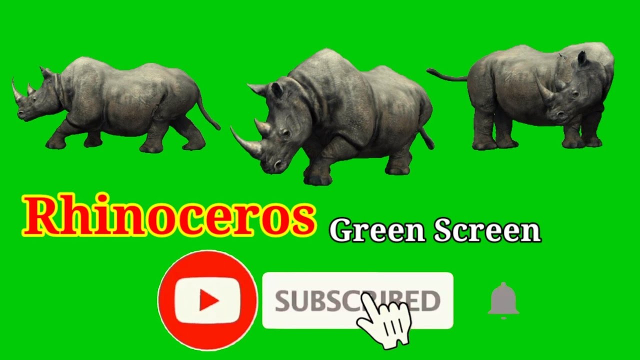 Rhinoceros Green Screen |Rhinoceros Runs Across Screen - GreenScreen ...