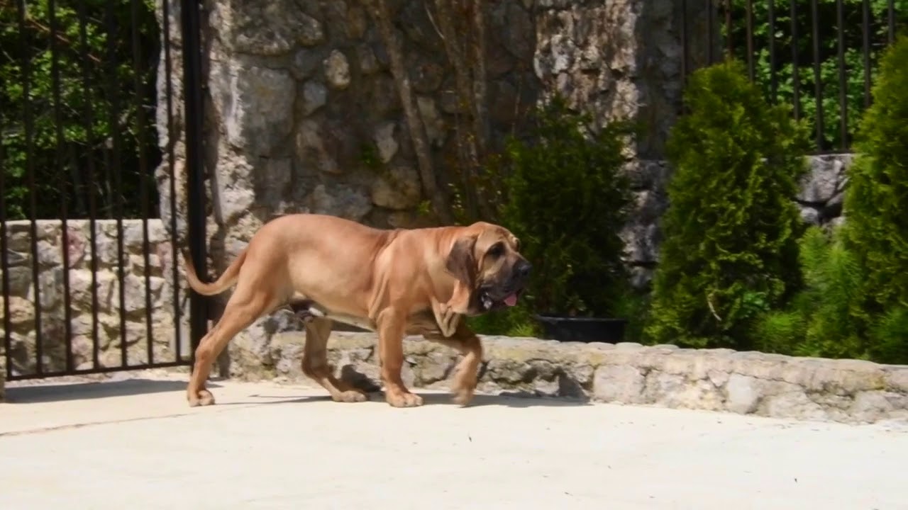 Fila Brasileiro puppies (For Sale) - YouTube