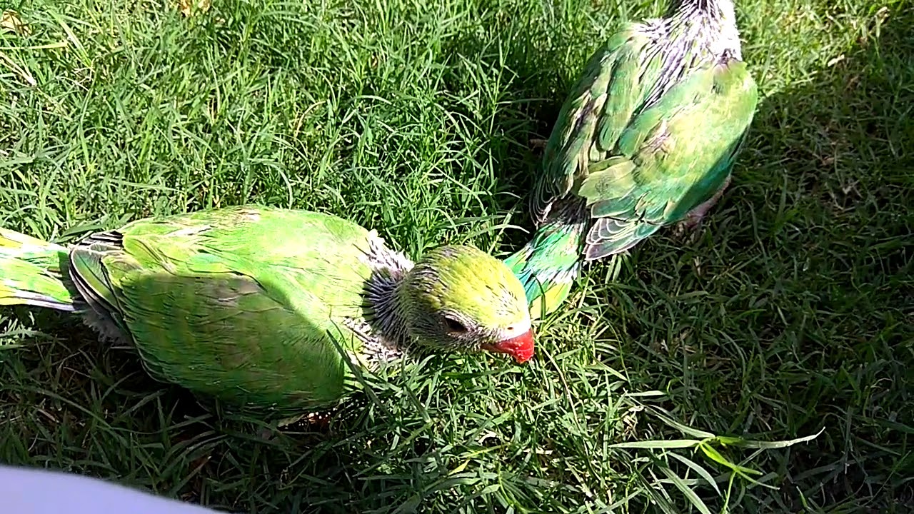 Baby parrots on a walk. They love their freedom - YouTube
