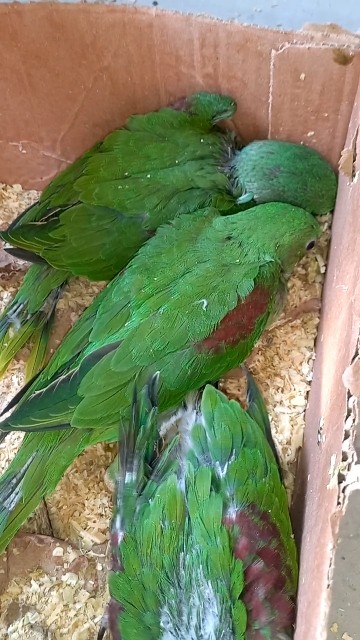 Alexander parrot breeding season #2025#birds#parrot#viralvideo - YouTube