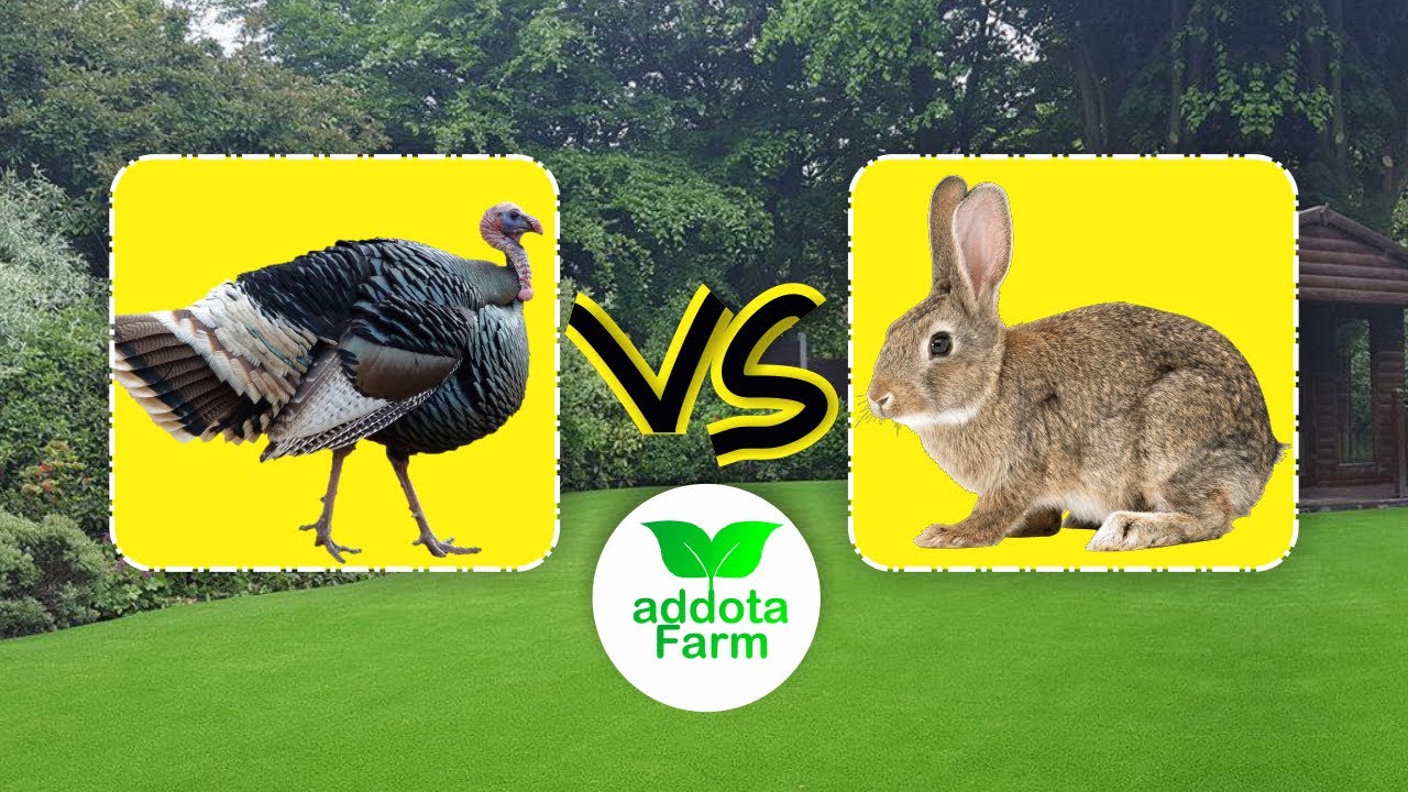 Turkey vs Rabbit Farm Which is More PROFITABLE - YouTube
