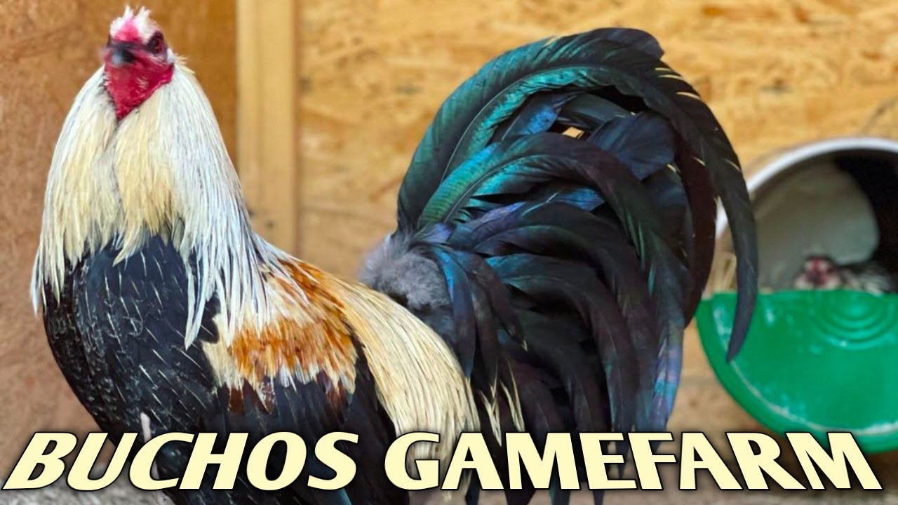 BUCHOS FARM - YouTube