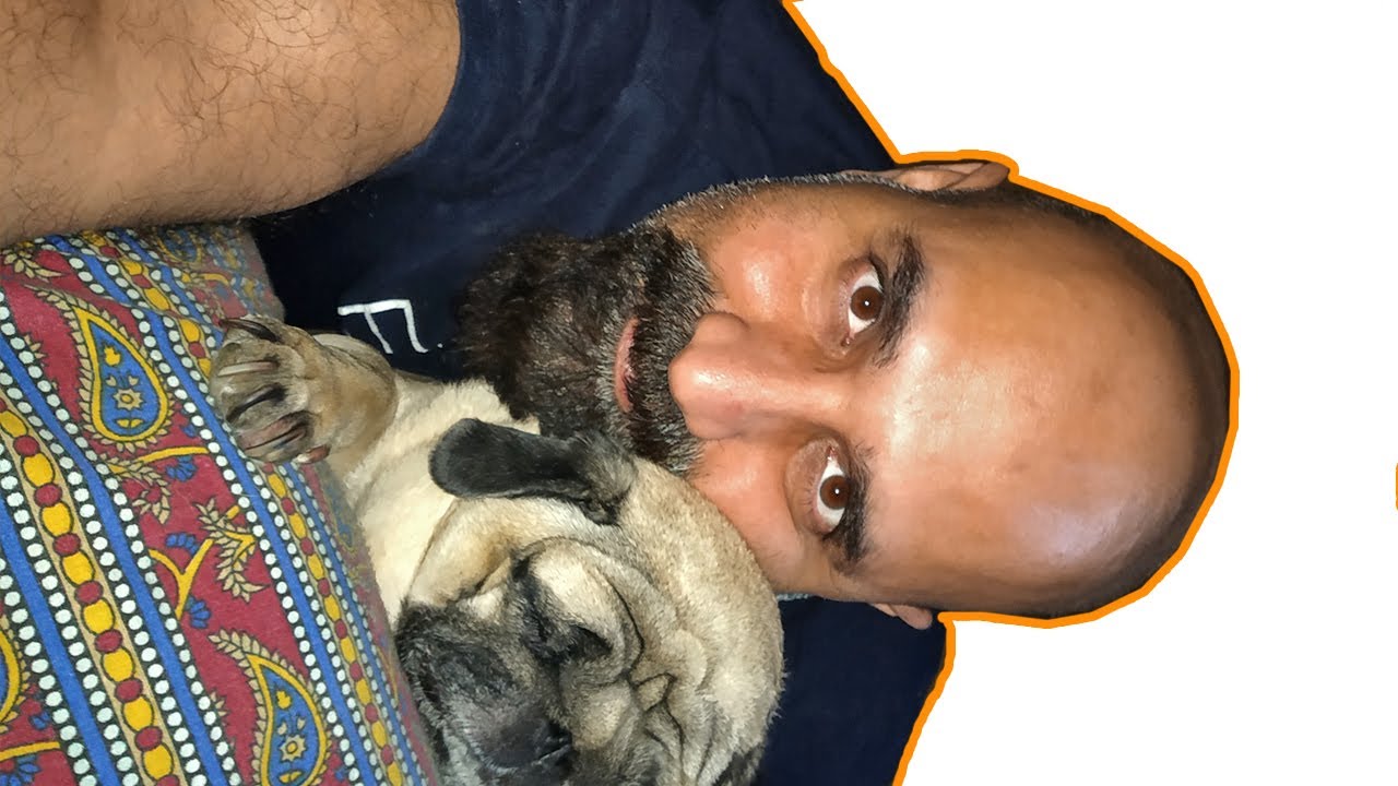 The Beginning of a new life with Swaggy-my Pug - YouTube