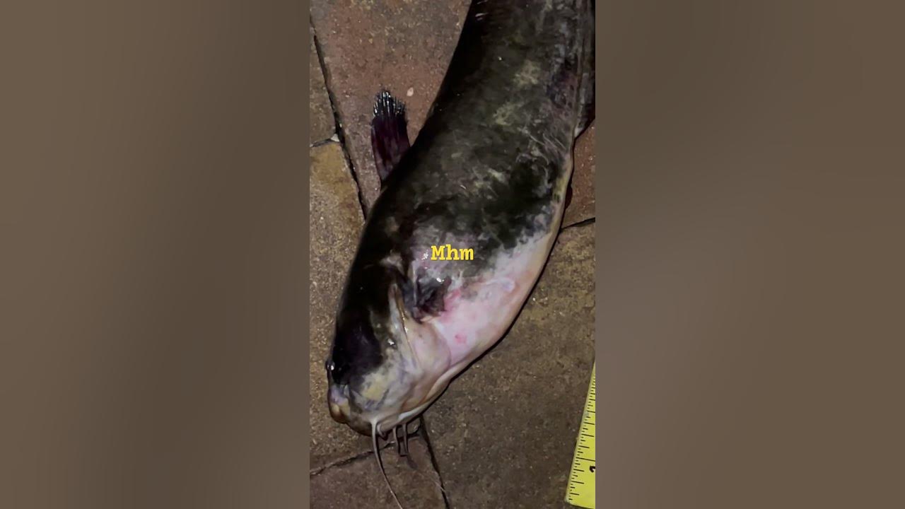 @bassproshops #catfish #fishing #fish #freshwater #southwestflorida #colliercounty #florida #usa ...