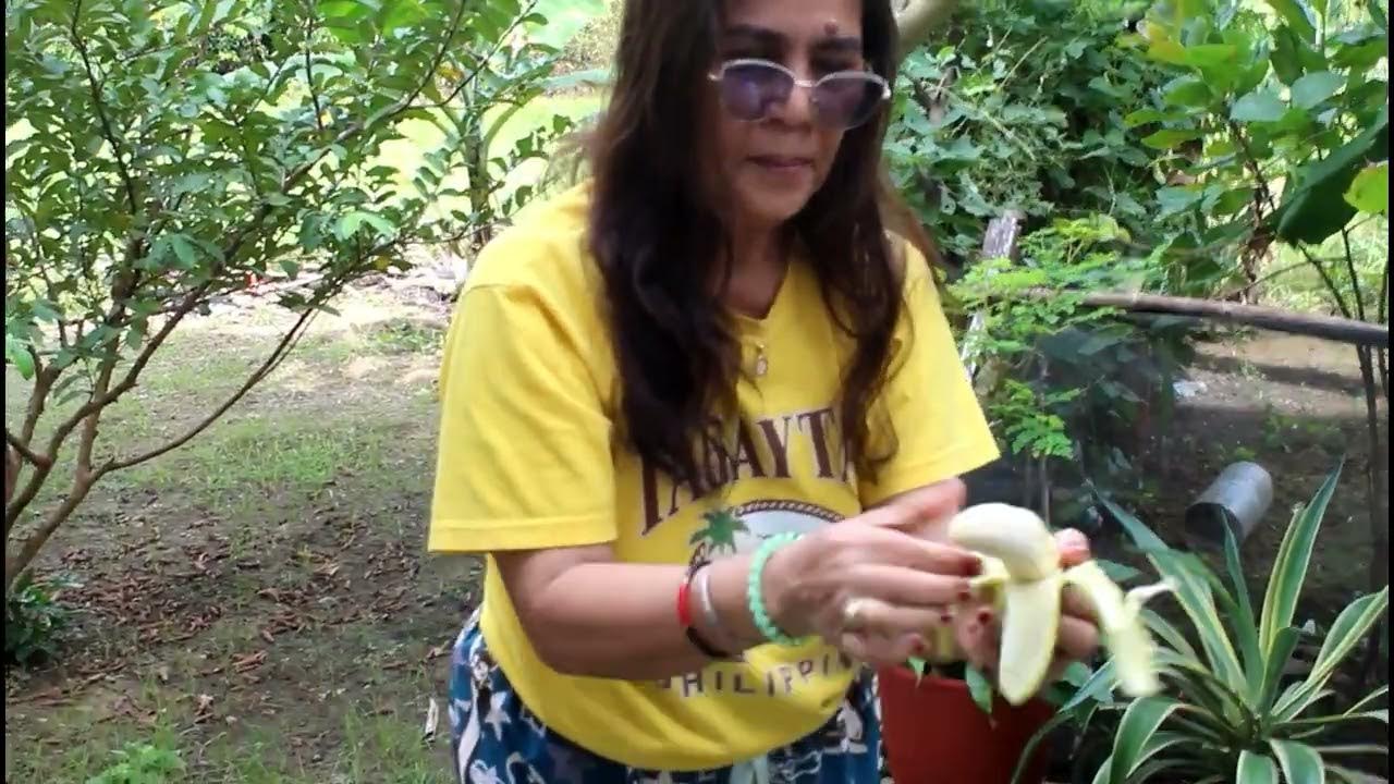 Siya po ang kumuha ng saging sa aming bakuran - YouTube