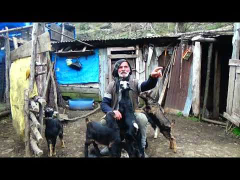 Doğanın içinden keçi çobanlığı , Tek başına keçi çobanlığı #doğa #karadeniz #murgul #keçi