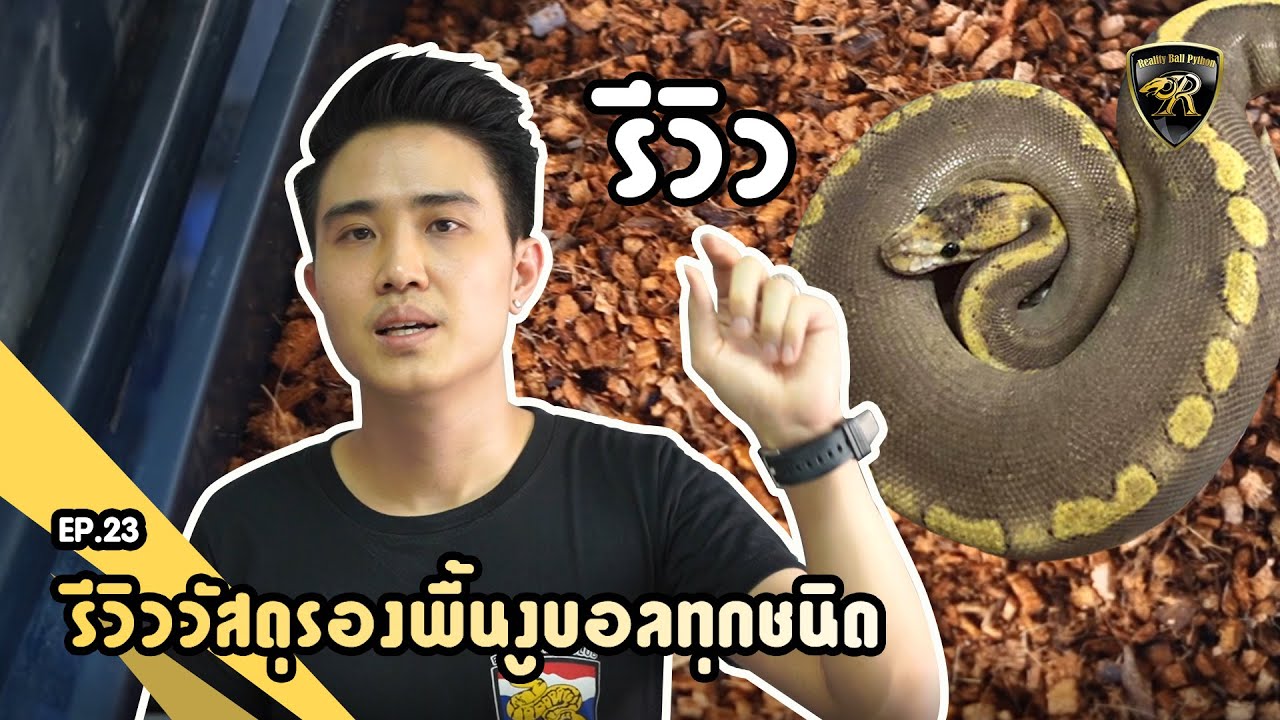 วัสดุรองพื้นงูบอล Reality Ball Python [EP.23] - YouTube