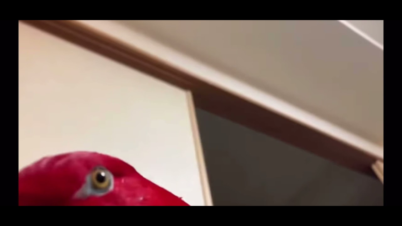 Red Bird Meme Compilation - YouTube