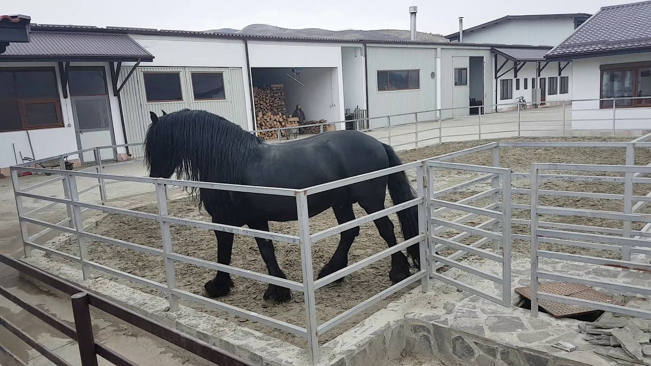 Cal frizian, super exemplar - YouTube