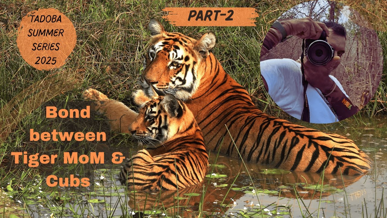Part 2 RAW Sighting of the bond between the Tiger mom and cubs - YouTube