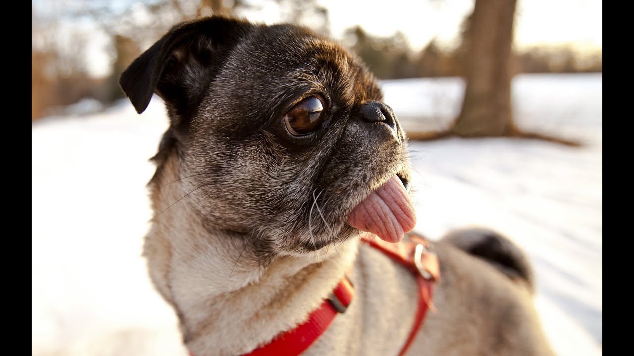 TOP 10 Dog barking video selections - YouTube