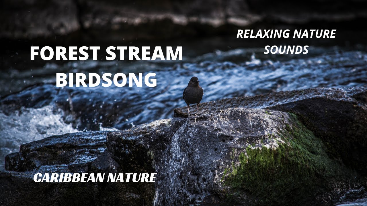 Relax 10 Hours Relaxing Nature Sounds Birds Chirping Stream Birds