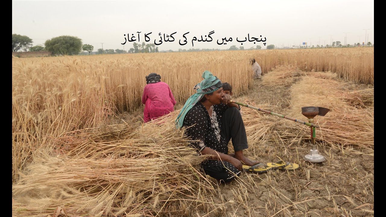پنجاب میں گندم کی کٹائی کا آغاز II Wheat crop cutting II Wheat crops ...