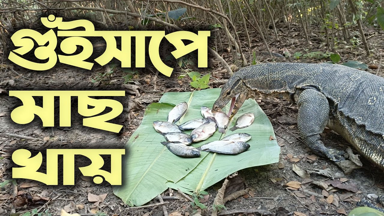 গুঁইসাপ এর খাবার খাওয়ার দুর্লভ দৃশ্য | Monitor Lizard Eating Fish ...