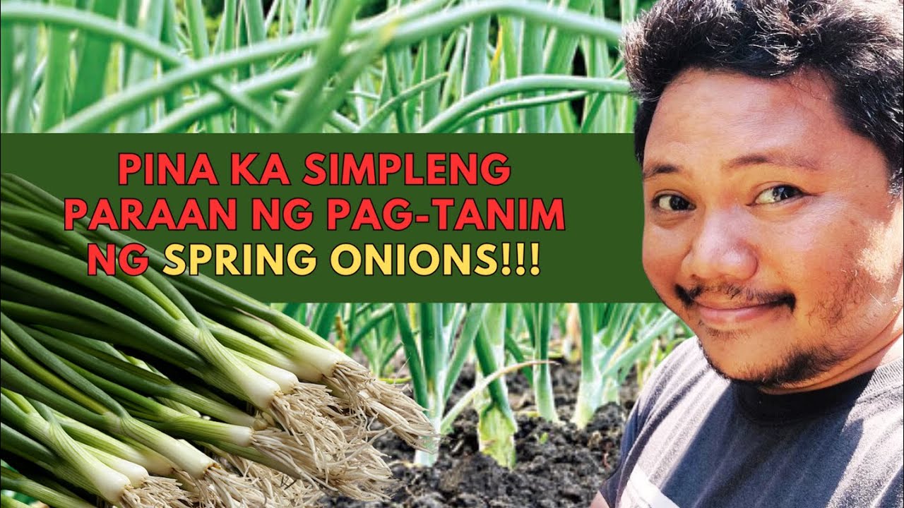 HOW TO PLANT SPRING ONIONS | SIBUYAS DAHUNAN - YouTube